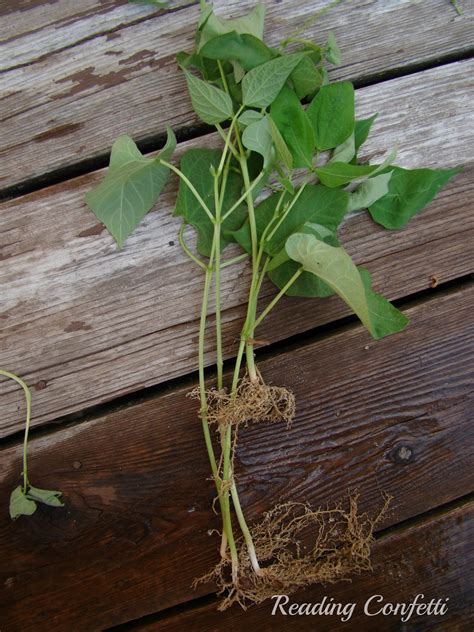 Magic Beans Reading Confetti
