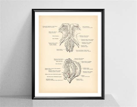 Vagina Print Female Genital Organs Vintage Anatomy Poster Reproductive
