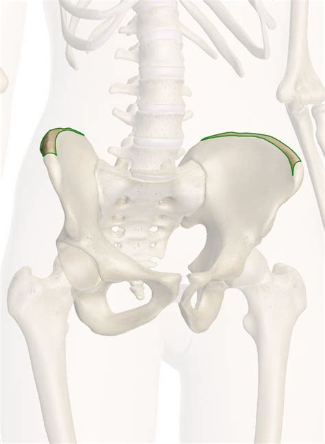 Iliac Crest Anatomy Human Anatomy