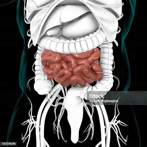 작은 장 3d 일러스트 인간 소화 시스템 해부학 3차원 형태에 대한 스톡 사진 및 기타 이미지 3차원 형태 간 내부 기관
