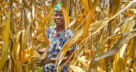 achieving sufficiency and sustainability in maize production cimmyt
