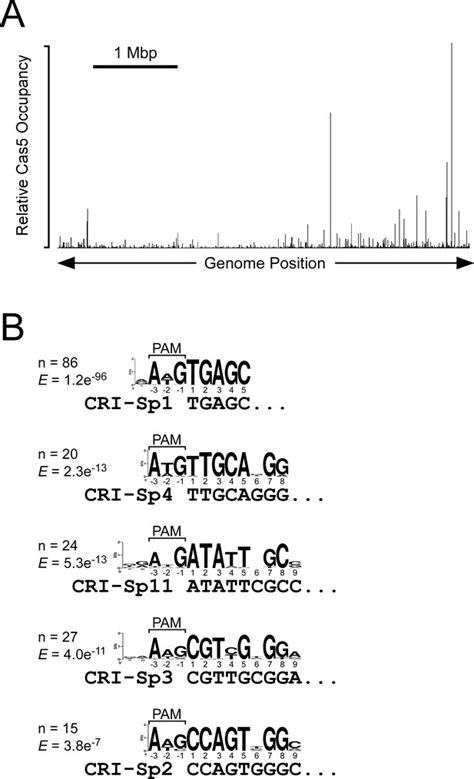Figures And Data In Transcription Termination And Antitermination Of