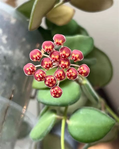 Best Unique Small Leaf Hoya Varieties That Will Fit Everywhere