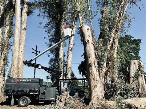 Safe Reliable Tree Removal Services Professional Arborists