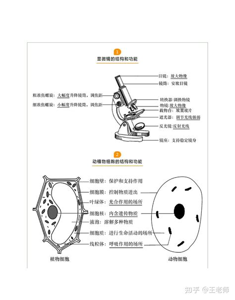 【初中生物 上】中考生物识图题常用结构示意图汇总，复习必备！ 知乎