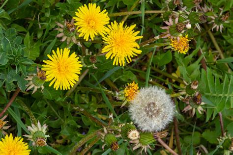 Tipi Teachings Indigenous Culture Based Learning