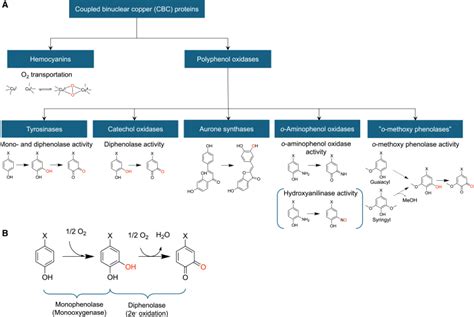 Classification Of Polyphenol Oxidases Shows Ancient Gene Duplication