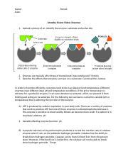 Enzyme Video Notes 1docx Name Date Period Amoeba Sisters Video