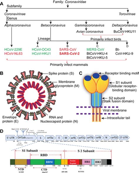 Sars Virus Structure