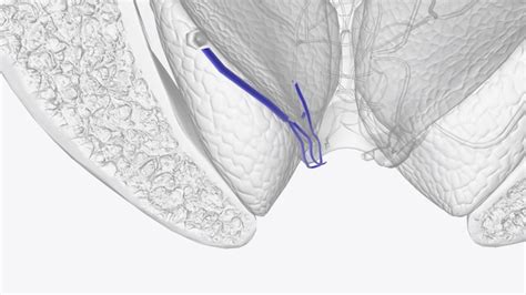 Premium Photo The Inferior Rectal Veins Are Located In The External