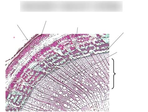 Hn Botany Woody Dicot Stem 2 Diagram Quizlet