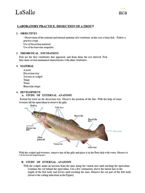 P4 Dissection Of A Trout Pdf