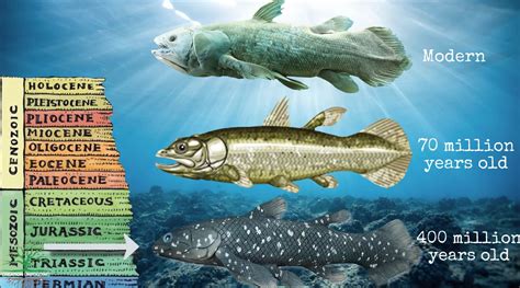 Is The Coelacanth A Living Fossil” Creation Unfolding