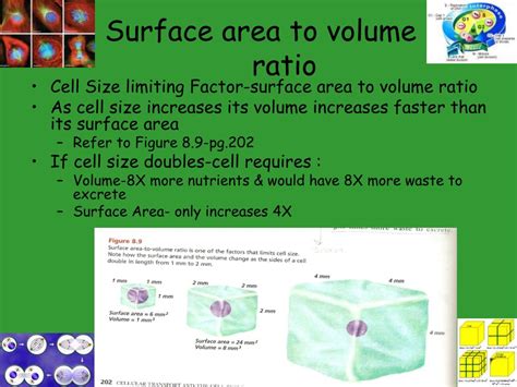Ppt Chapter 8 Cellular Transport And The Cell Cycle Powerpoint Presentation Id5758046