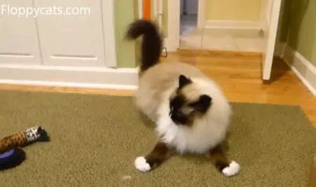 Can Cats Overdose On Catnip Floppycats