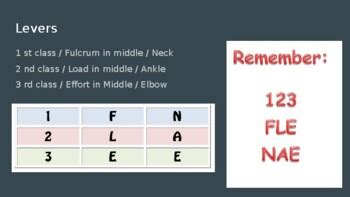 First Second And Third Class Levers Physical Education By Emilia S Resources