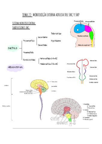 TEMA-22-MORFOLOGIA-EXTERNA-ADULTA-DEL-SNC-Y-SNP.pdf