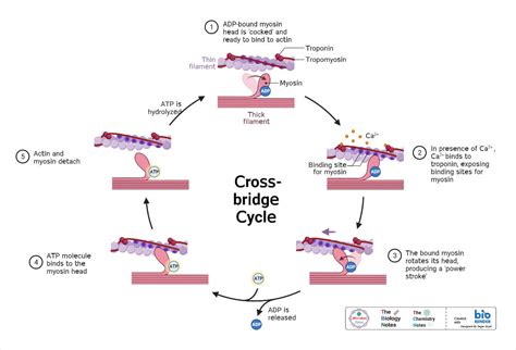 Sliding Filament Theory Muscle Contraction Coloring At Hugo Jenyns Blog