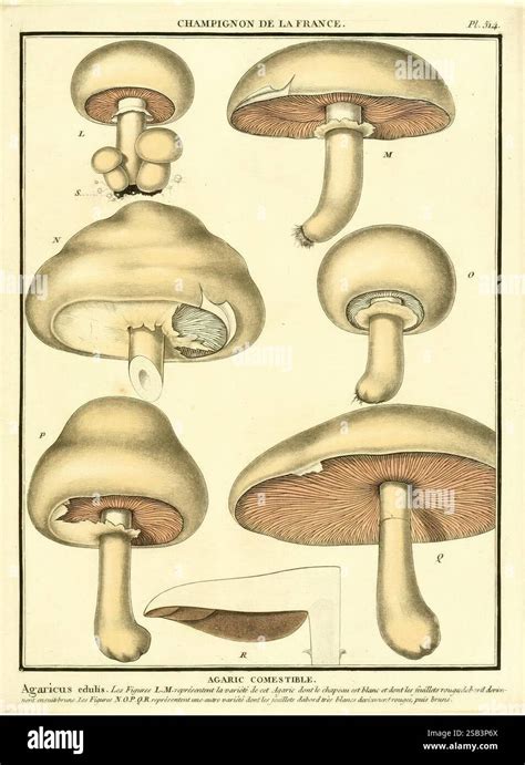 Herbier De La France Paris Chez Lauteur Didot Debure Belin 1780 93 France Fungi