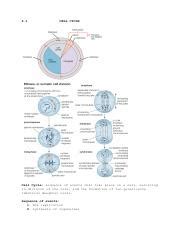 The Cell Cycle Understanding DNA Replication Mitosis And Course Hero