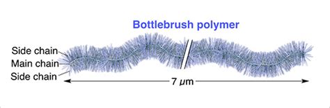The Worlds Longest Bottlebrush Polymer Ever Synthesized Nims