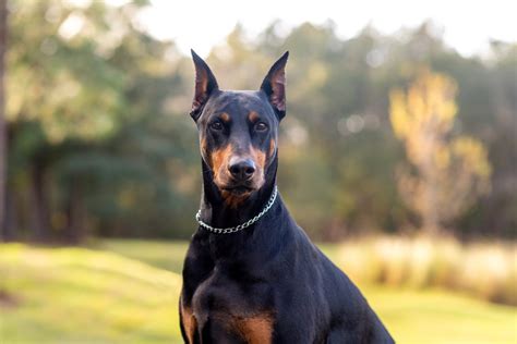Doberman Pinscher Health And Wellness Guide