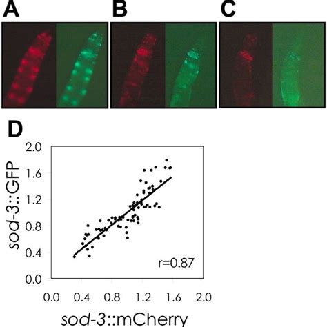 Correlation Of Sod 3gfp And Sod 3mcherry Reporter Expression Download Scientific Diagram