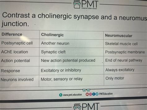 Nervous Coordination Aqa A Level Biology Flashcards Quizlet