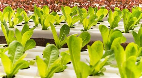 How To Care For Hydrangeas A Complete Guide South West Mag