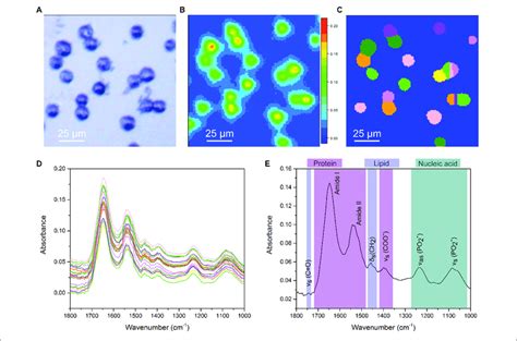 Single Cell Analysis For Ftir Imaging A White Light Image Measured
