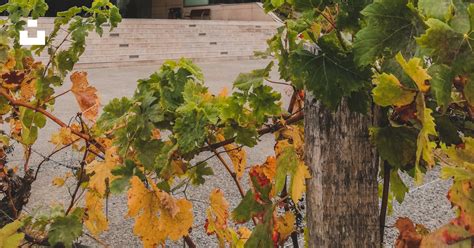 낮 동안 갈색 콘크리트 건물 근처의 녹색 나무 사진 Unsplash의 무료 보르도 이미지