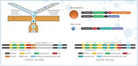 华大 单细胞 Rna 测序 单细胞 上海伯豪生物技术有限公司 服务科技创新，护航人类健康！
