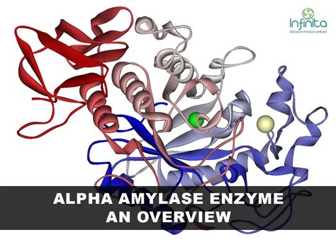 Alpha Amylase Enzyme An Overview