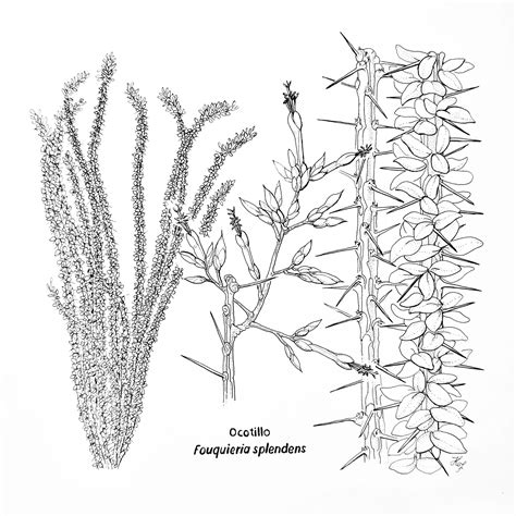 Ocotillo Line Drawing