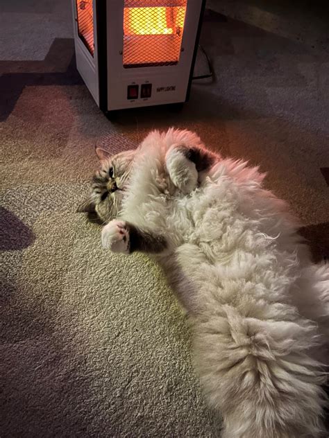 Oliver Ollie Twist Keeping Warm In These Cold Nights Wishing