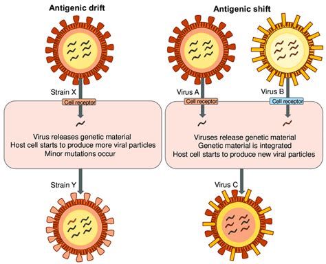 Mechanisms Of Viral Mutation Download Scientific Diagram