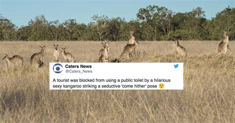 This “sexy” Kangaroo Caught In A Provocative Pose Just Broke The Entire