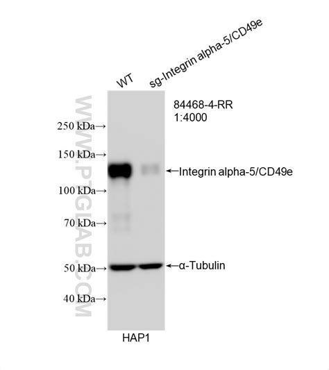 Integrin Alpha 5 Cd49e Antibody 84468 4 Rr Proteintech