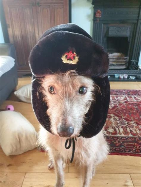 Soviet Womble Face Reveal Scrolller