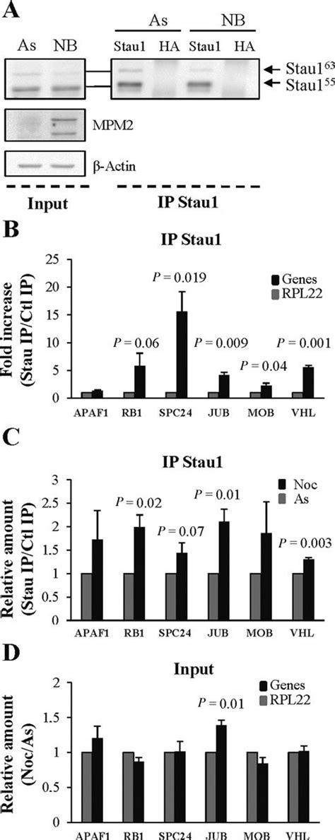 Rt Qpcr Validation Of Microarray Data Using Selected Mrnas A Hek293t