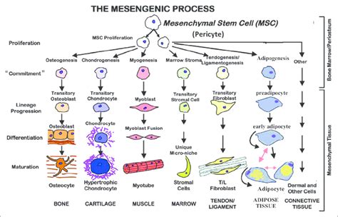 The Mesengenic Process Of Mesenchymal Stem Cells Showing Purebred Download Scientific Diagram