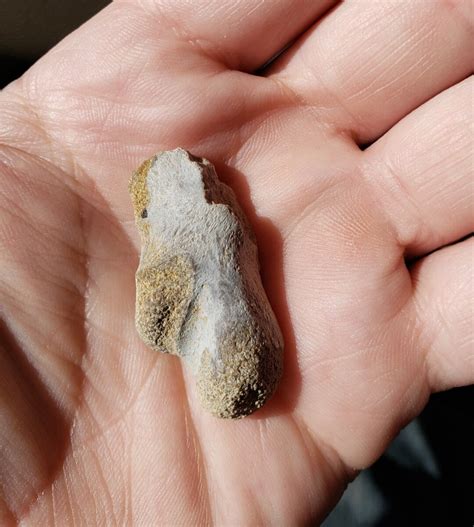 Bone Identification Fossil Id The Fossil Forum