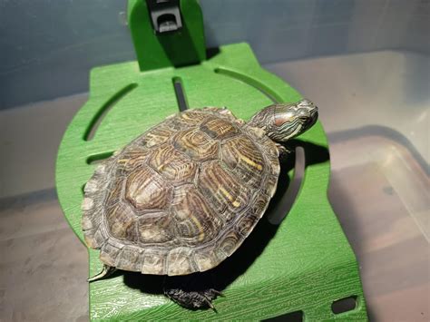 Is This Shell Pyramiding Rturtle
