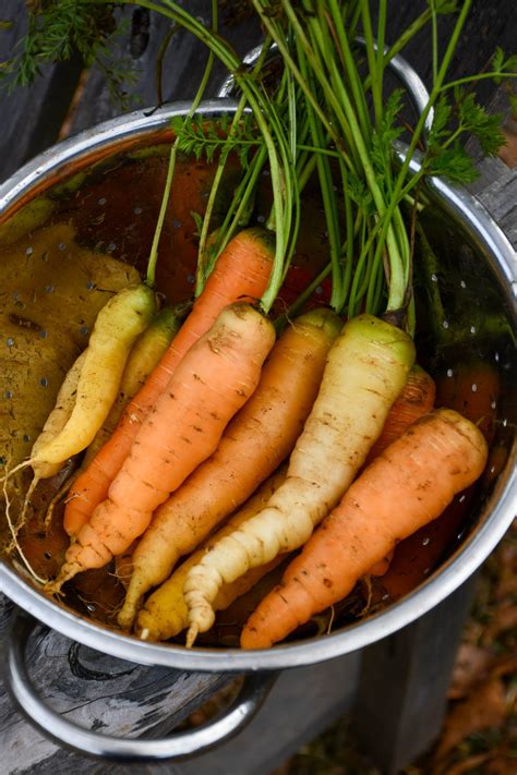 Tomato And Carrot Soup Meristem