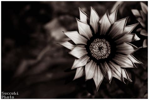 Black Flower Wallpaper 64 Images