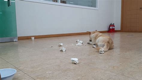 공장 진돗개가 세상에서 제일 좋아하는 놀이 스트레스 푸는 데 최고 Youtube