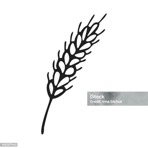 낙서 스타일의 밀 작은 이삭 베이커리 제품 밀가루 포장에 대한 밀 보리 또는 호밀 줄기의 간단한 흑백 스케치 벡터 그림 쌀