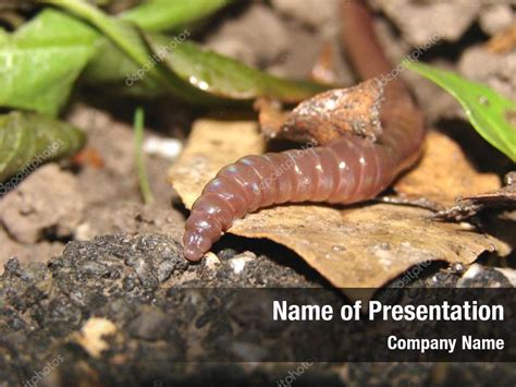 Earth Macro View Worm Moving Powerpoint Template Earth Macro View