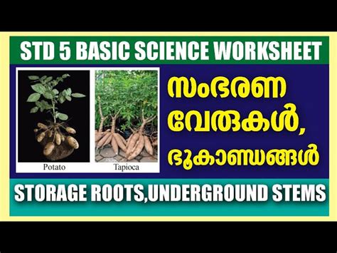 Storage Roots Plants