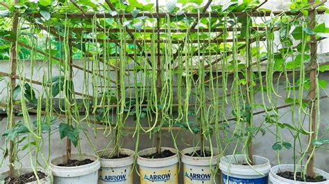 Growing Long Beans For Urban Gardening Is So Easy Growing Long Beans